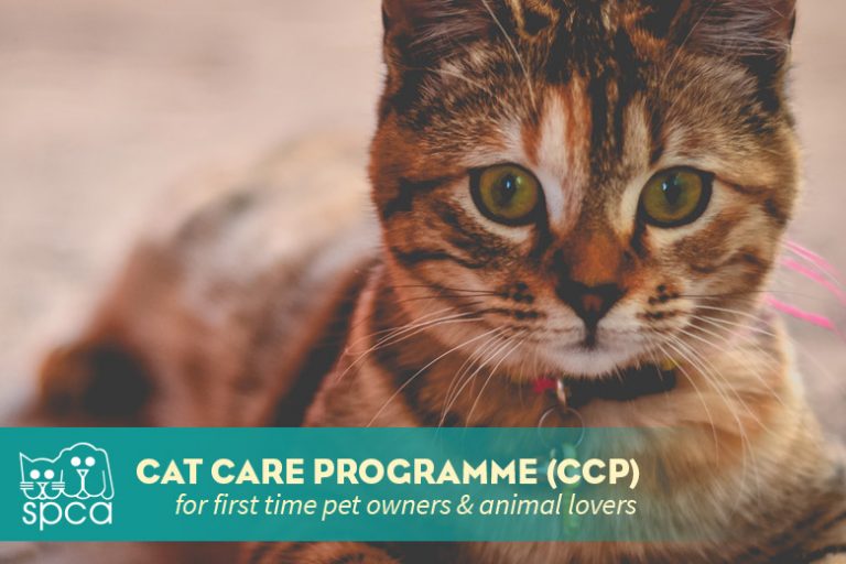 NEW: Cat Care Programme (CCP) - SPCA Selangor