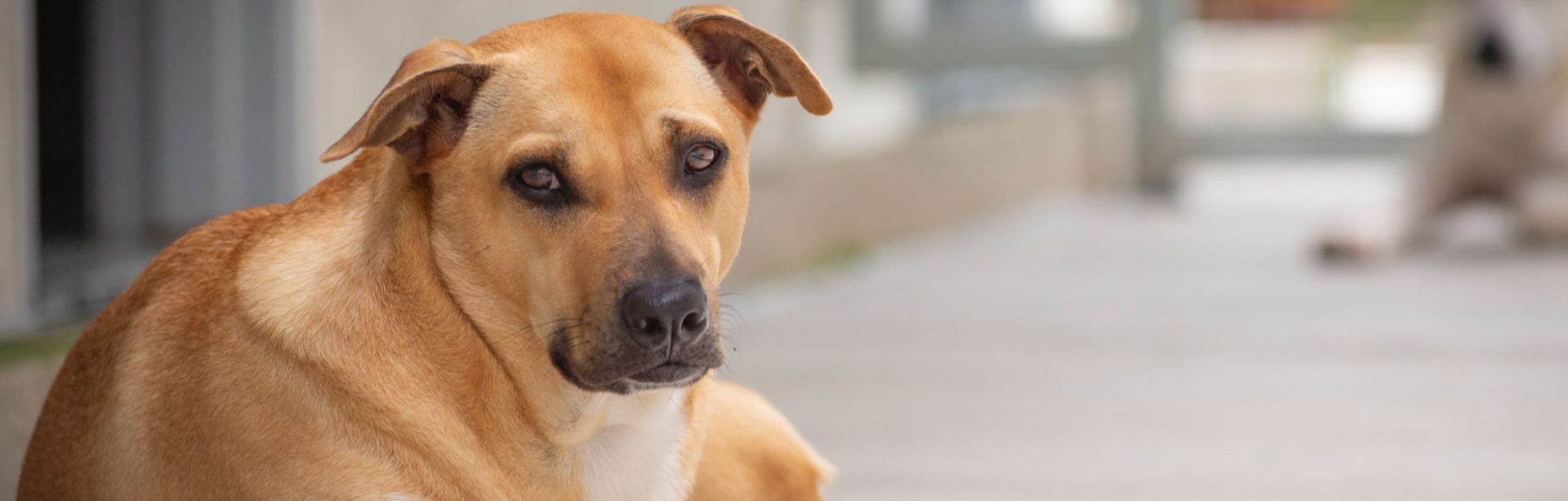 News - SPCA Selangor