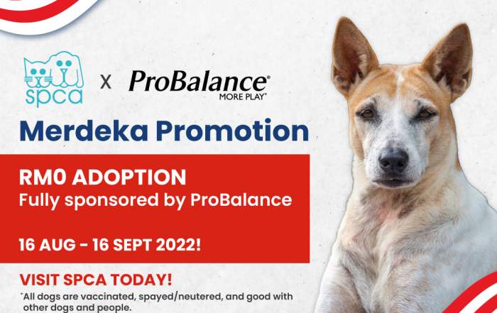 News - SPCA Selangor